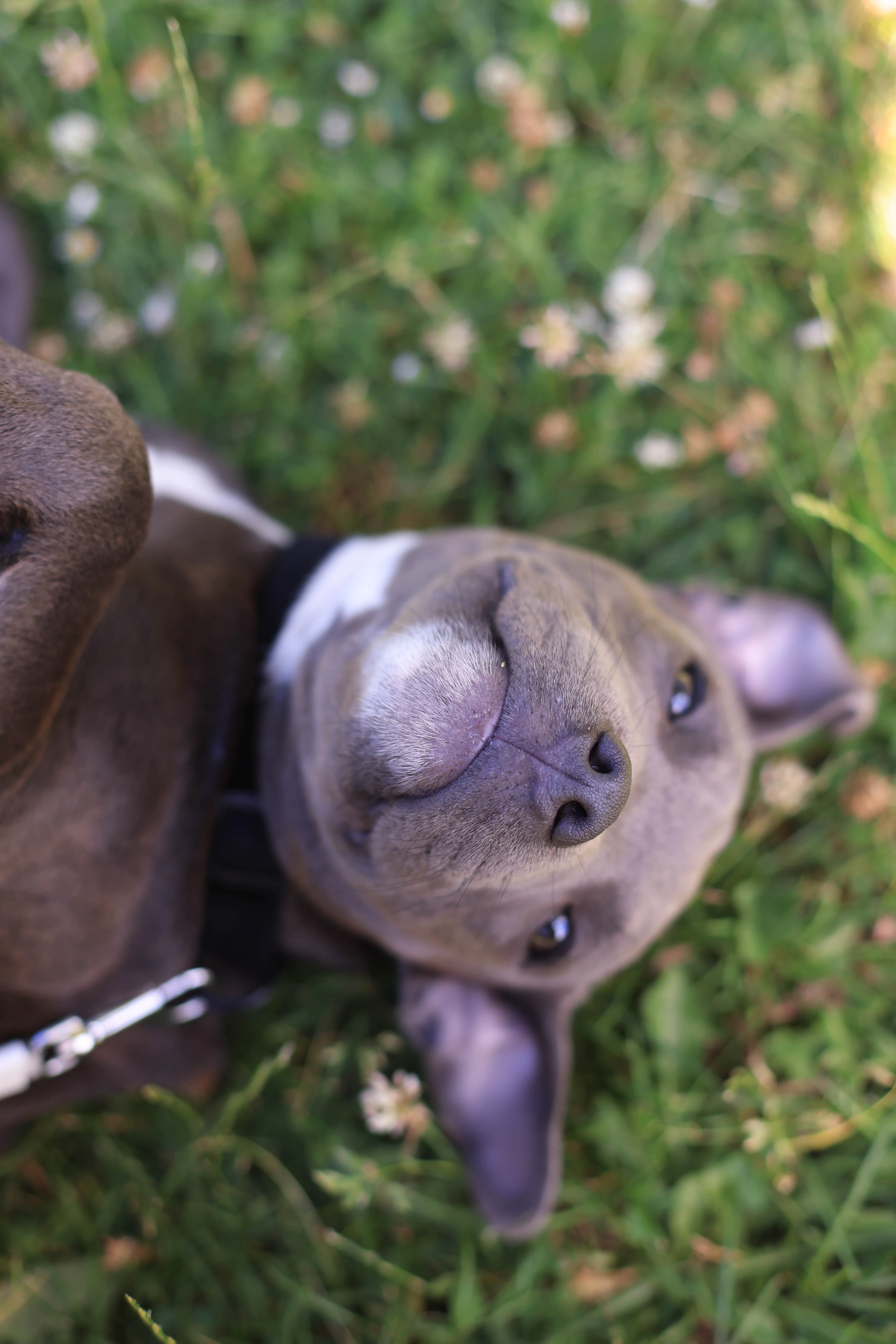 How to heal dog prolapse at home? - Petdoggo