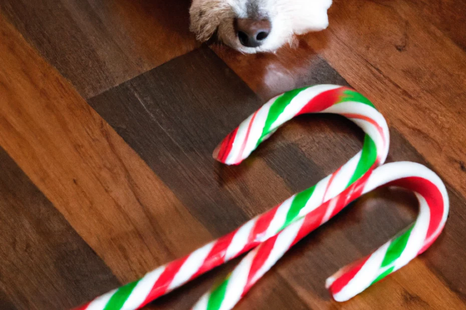 Can Dogs Eat Candy Canes? You need to know - Petdoggo